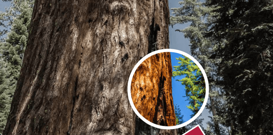 Biodegradable Cellophane Tape Made from Plant: An Eco-Friendly Packagi ...